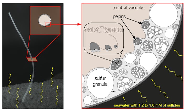 Scientists discovered the biggest bacteria ever, and it’s the size of ...