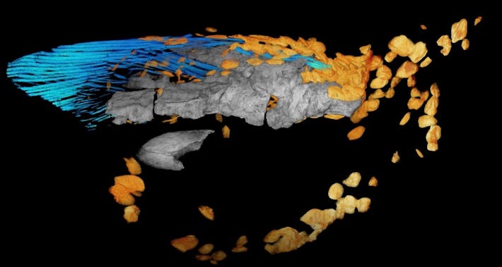 This 365-million-year-old fish fossil reveals how life came to land