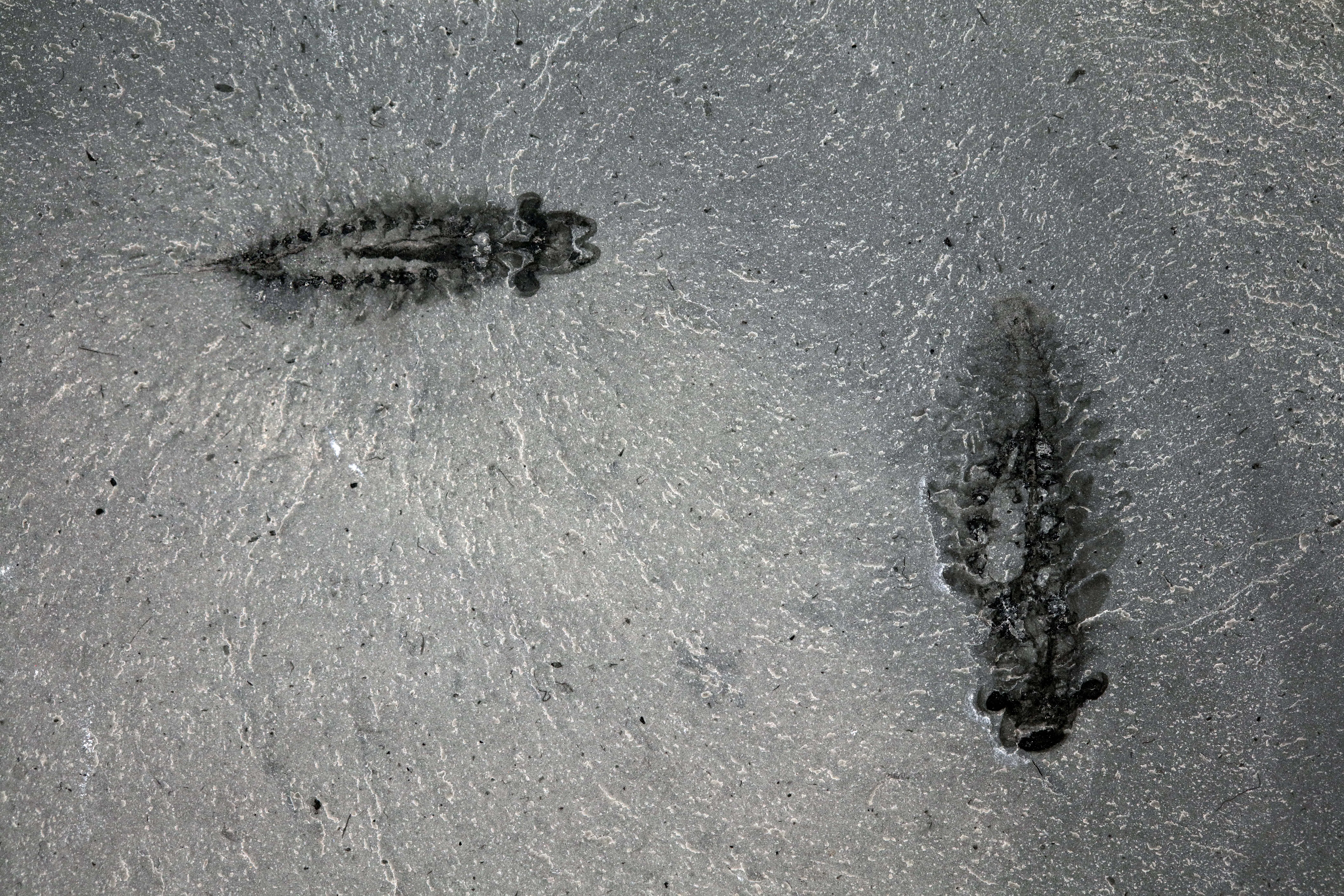 Look: Ancient predator found 500 million years later with brain still ...