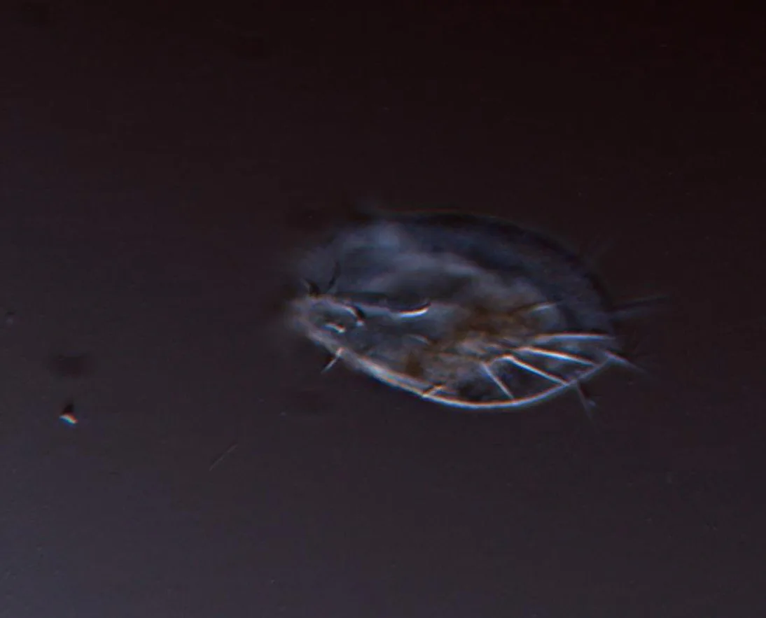 Watch: 14-legged lifeform walks without a brain, and scientists finally ...
