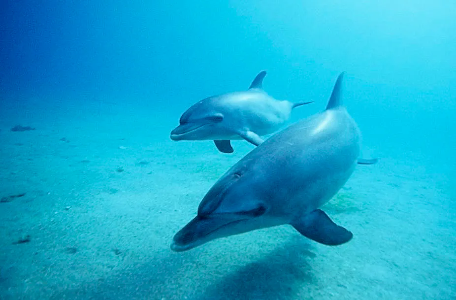 Dolphin urine can help decode the animals’ secret language-like whistles