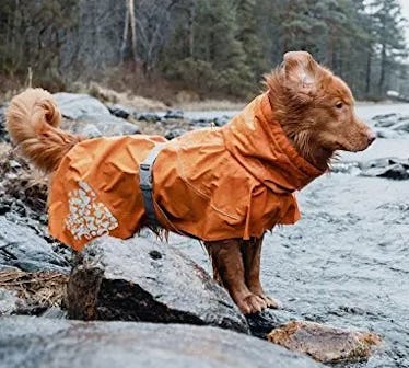 The 7 best waterproof dog coats