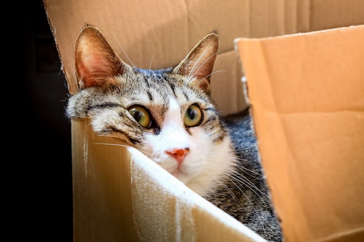 Why do cats love cardboard boxes? Pet experts decode the obsession