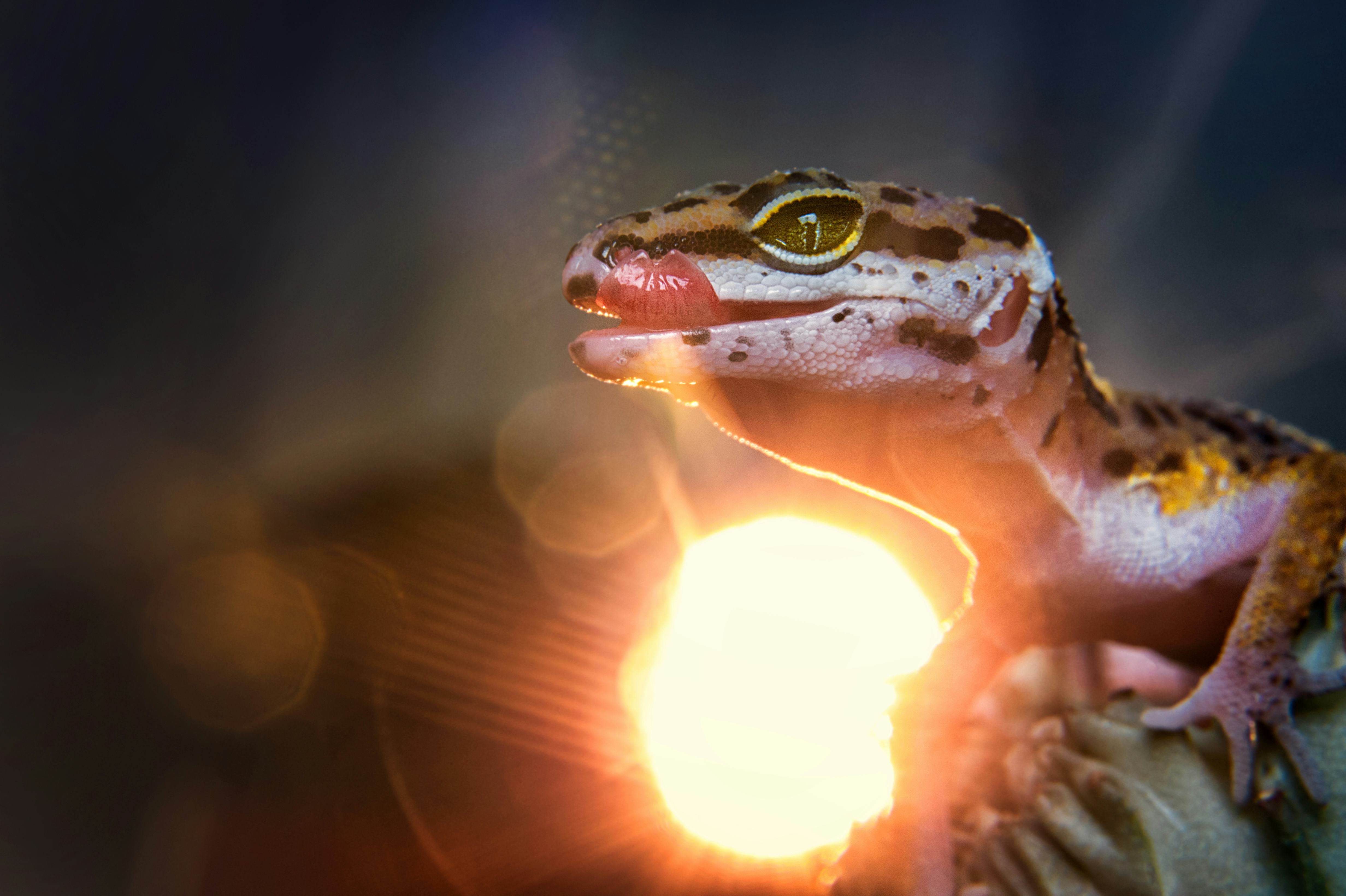 Almost half of land animals will soon face extreme heat — here's why ...