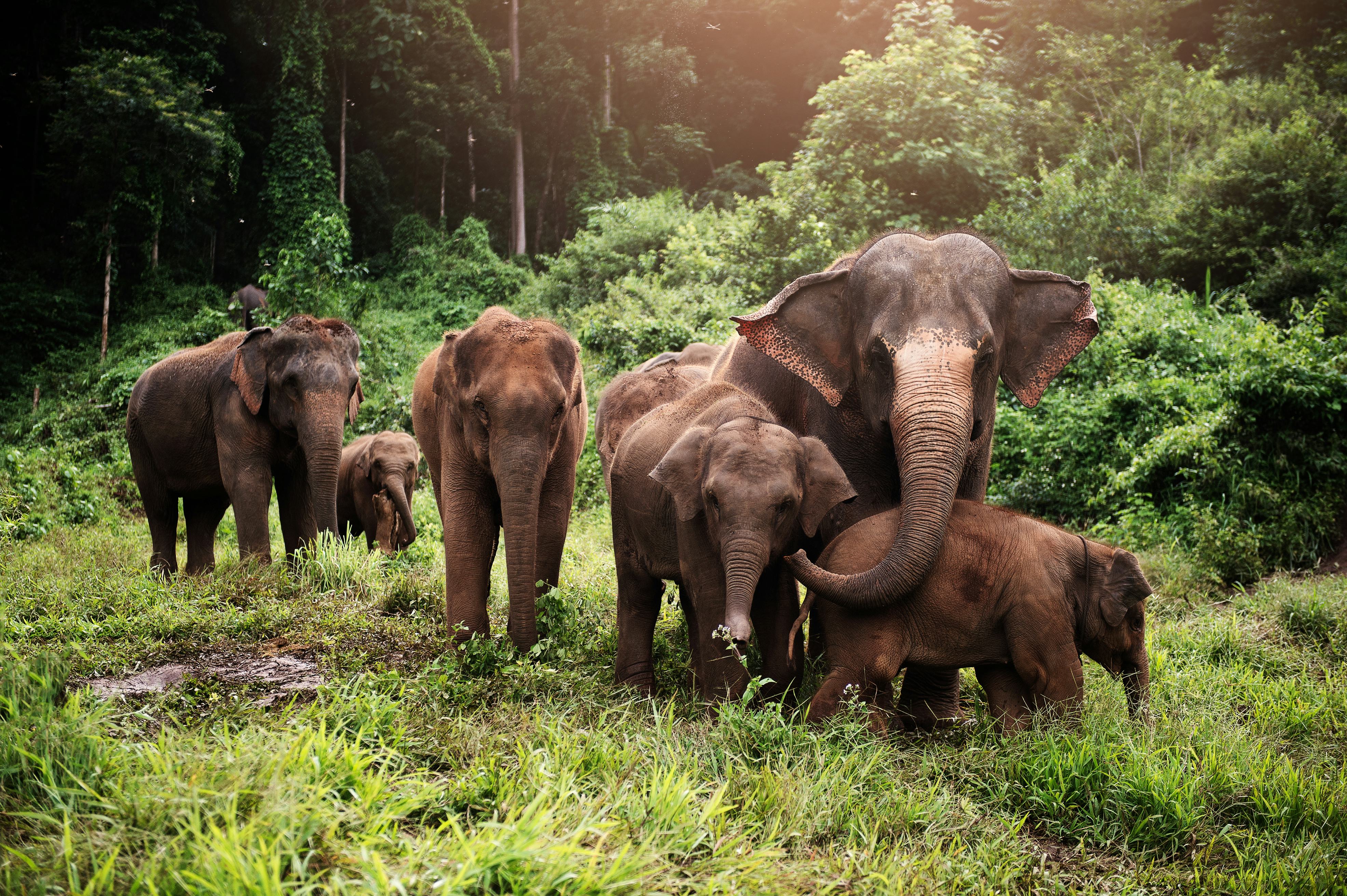 Elephants could be key to saving the planet — here’s why