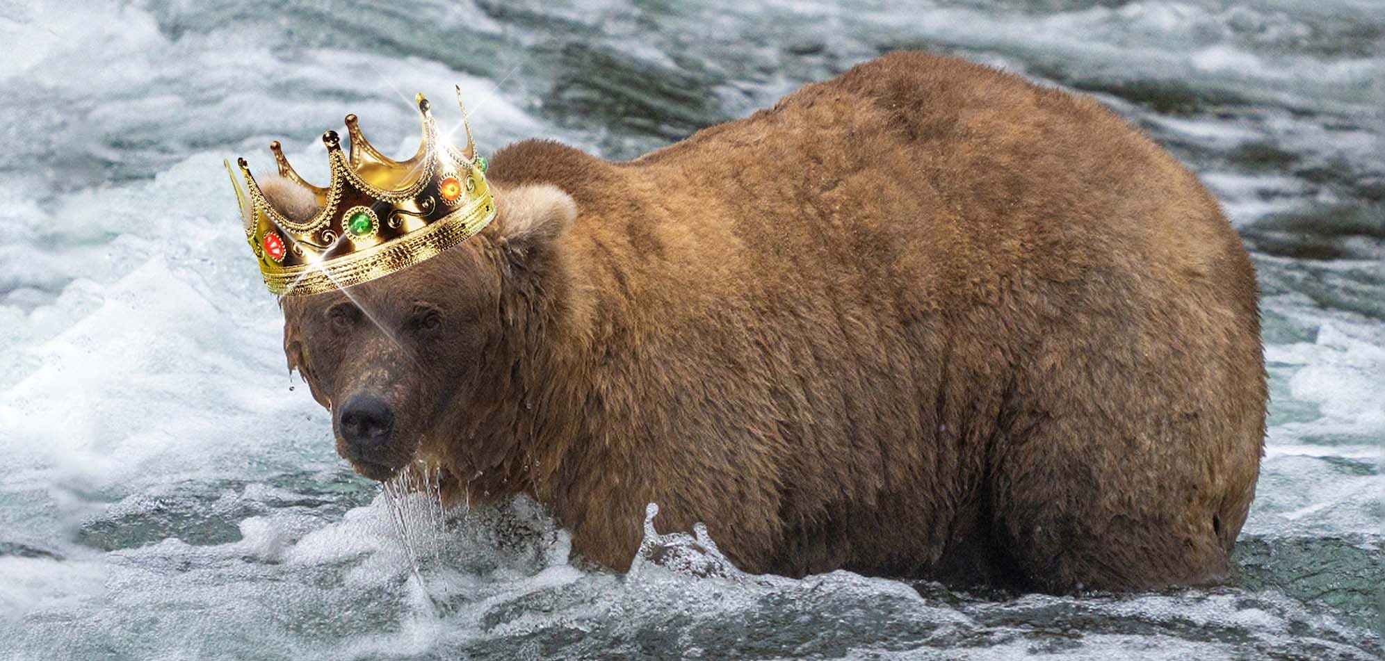 The 2023 Fat Bear Week Winner Is An Empty Nester Mom Named Grazer