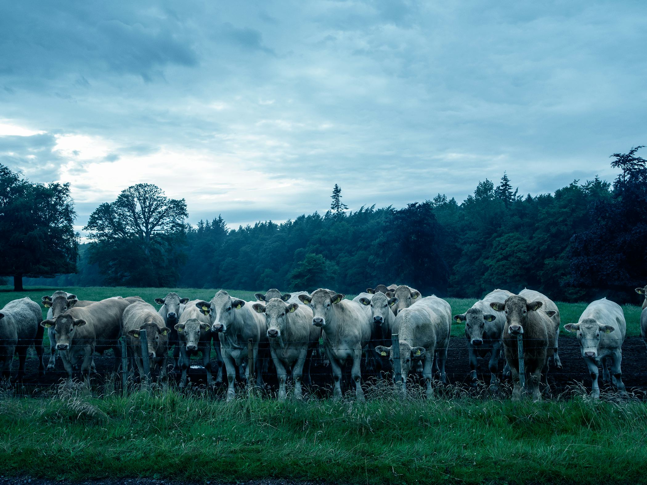 Tilda Swinton Channels Her Ancestors in a John Singer Sargent–Inspired ...