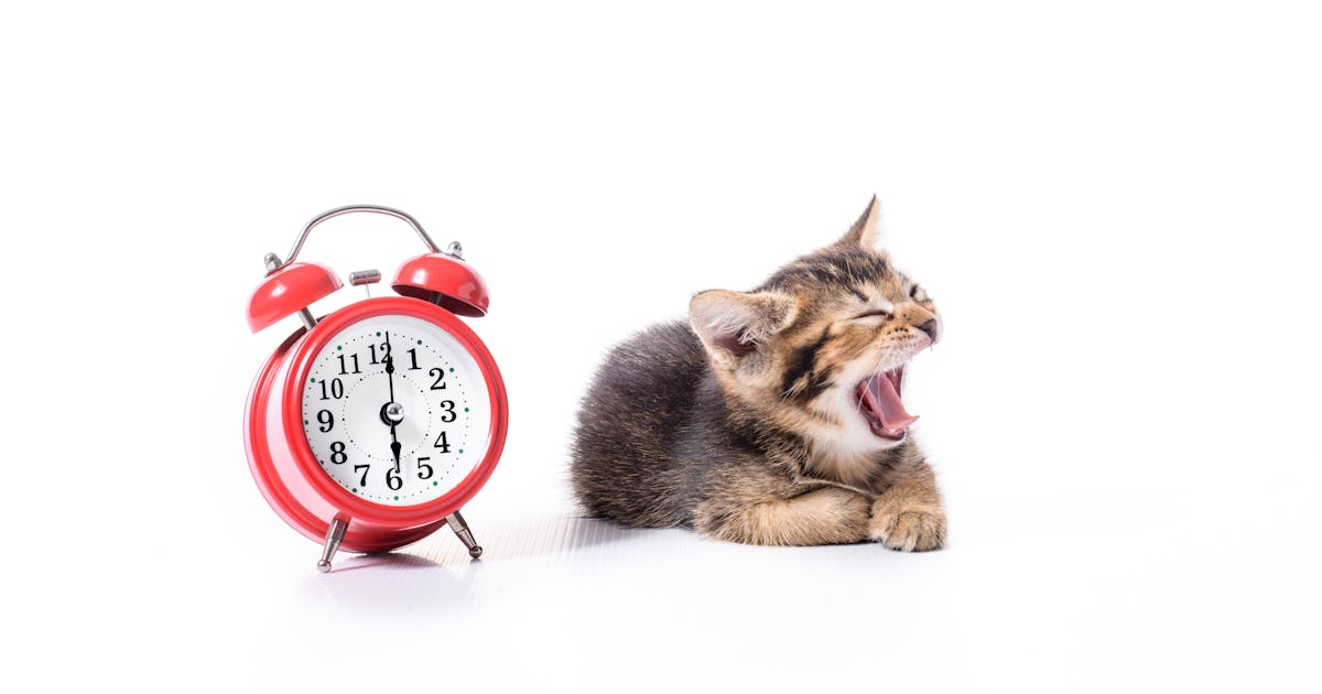 Can Cats Tell Time Yes But It s Complicated Can Cats Tell Time Yes But It s Complicated