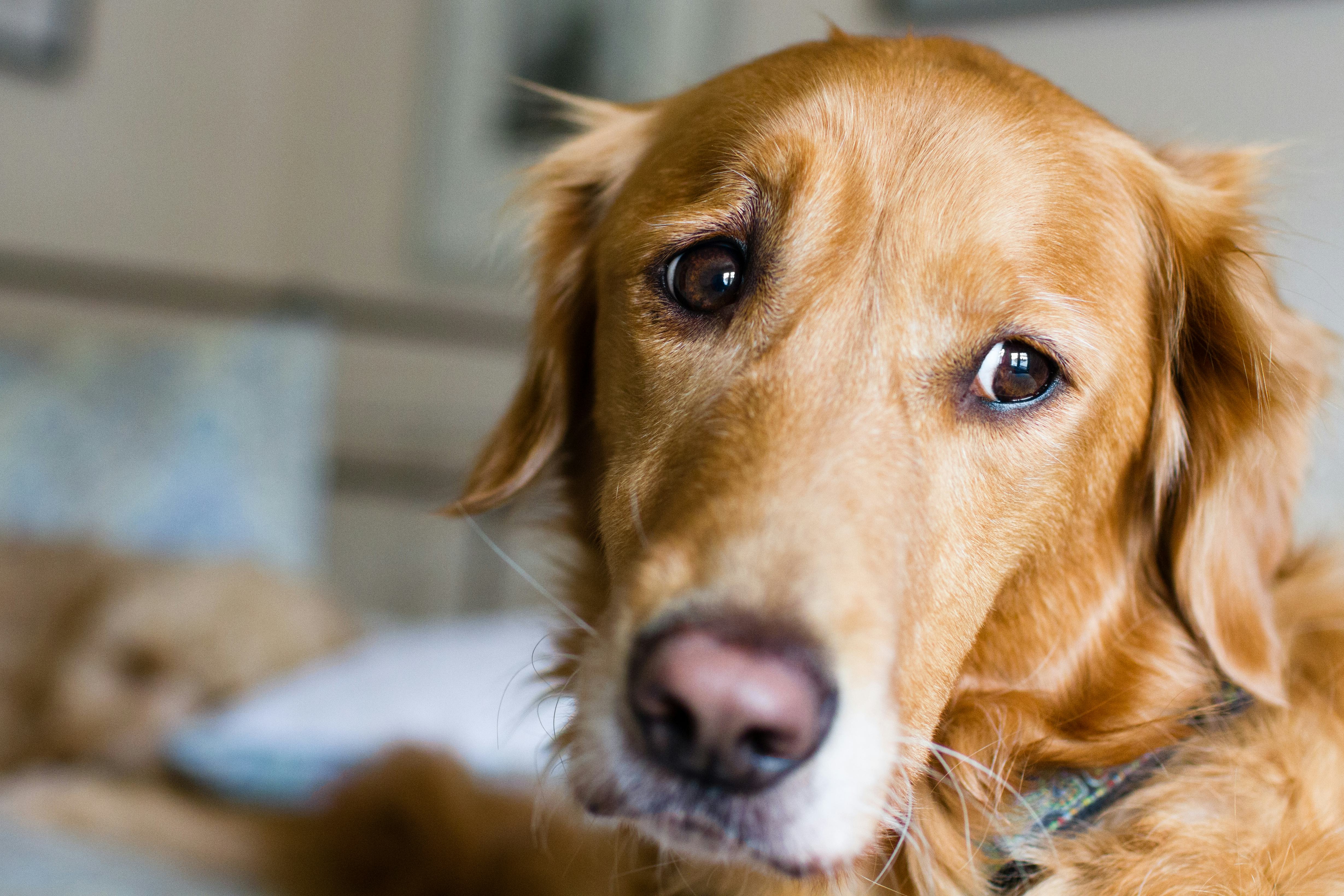 Does My Dog Have Anxiety? Expert-Backed Tips to Help Your Anxious Pup