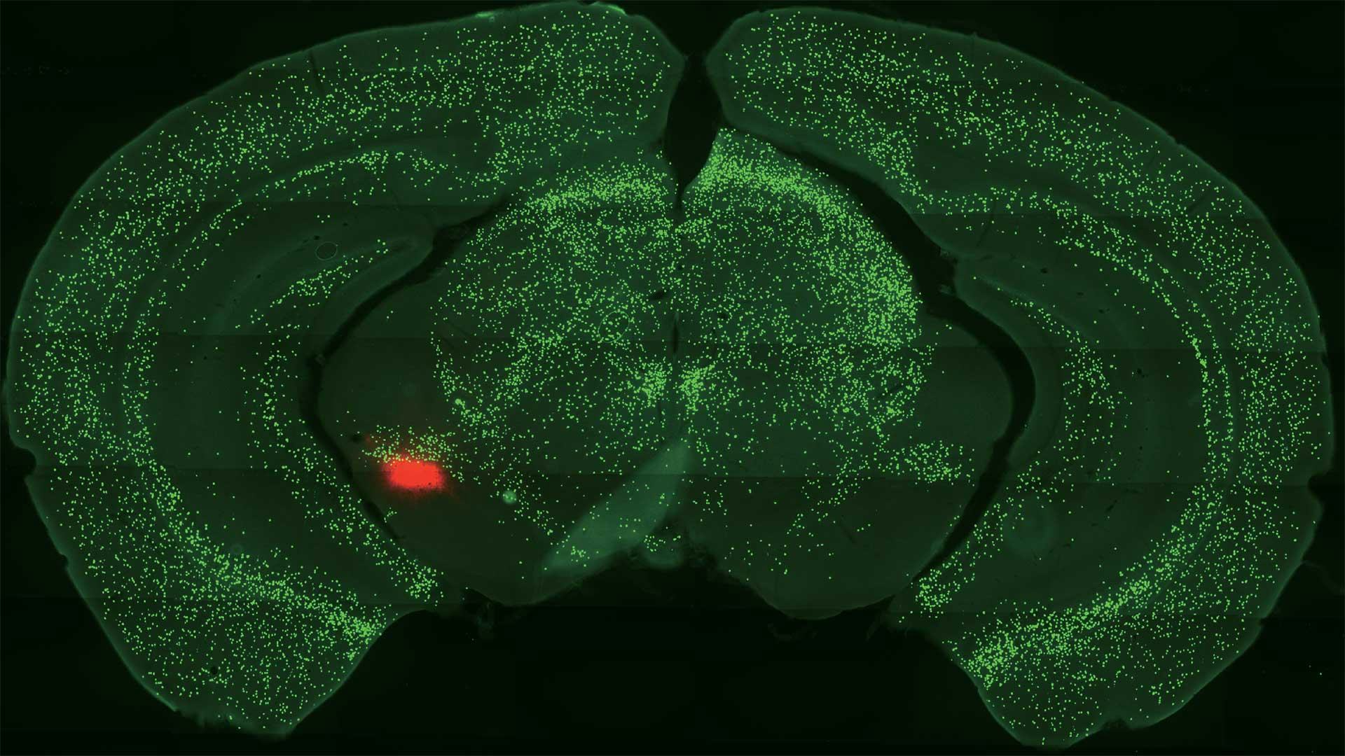 Novel Research on How Mice Perceive Pleasure Reveals a Promising Path ...