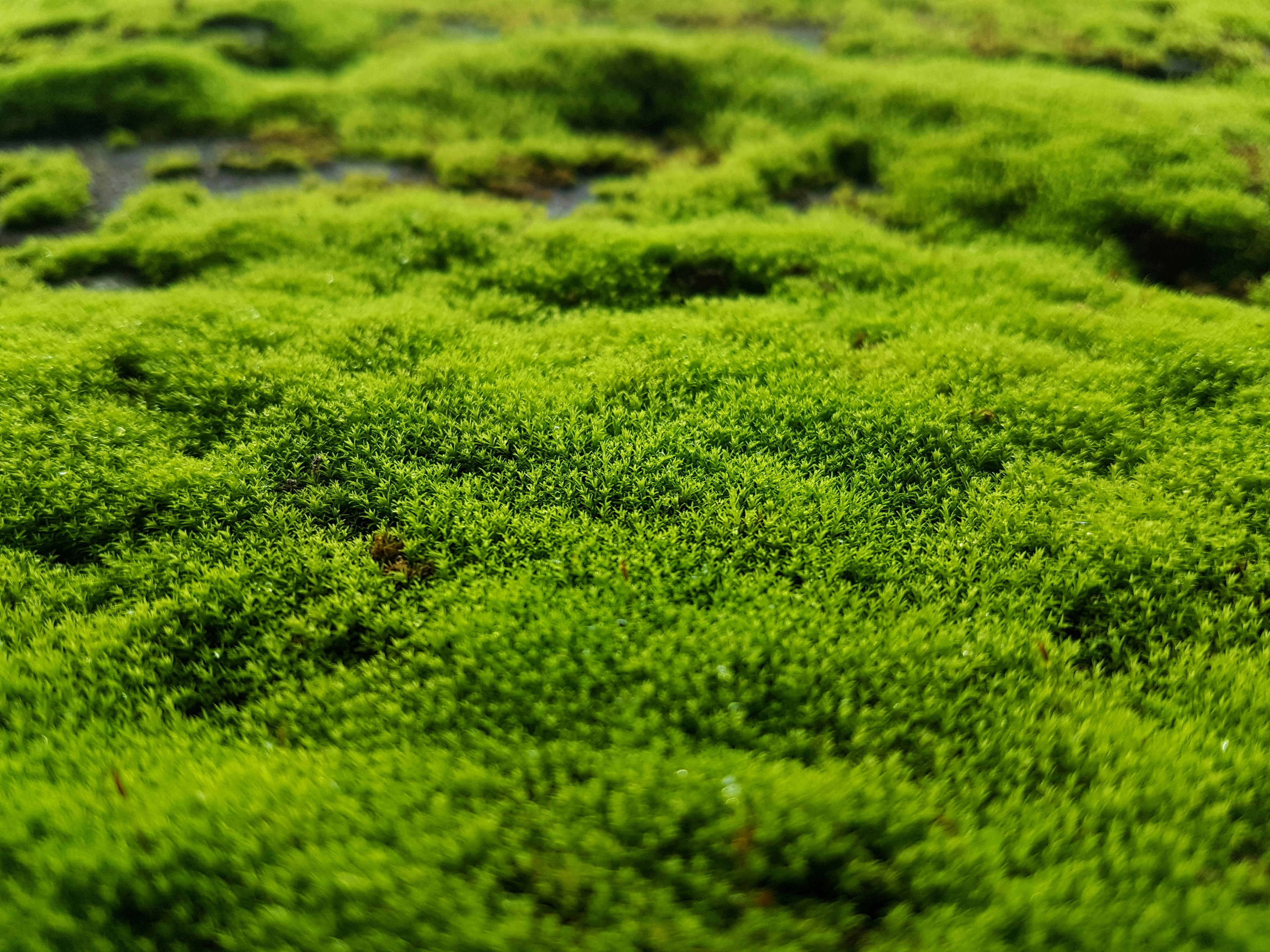 Moss Is A Powerful Carbon Storage Solution. Can It Help Fight Climate ...
