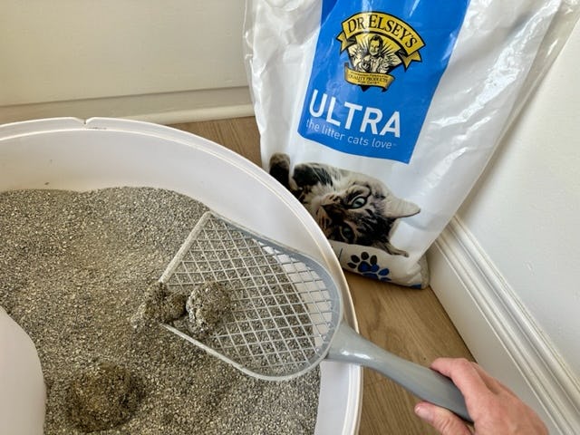 The Best Cat Litters For Odor Control 2023, Tested & Reviewed