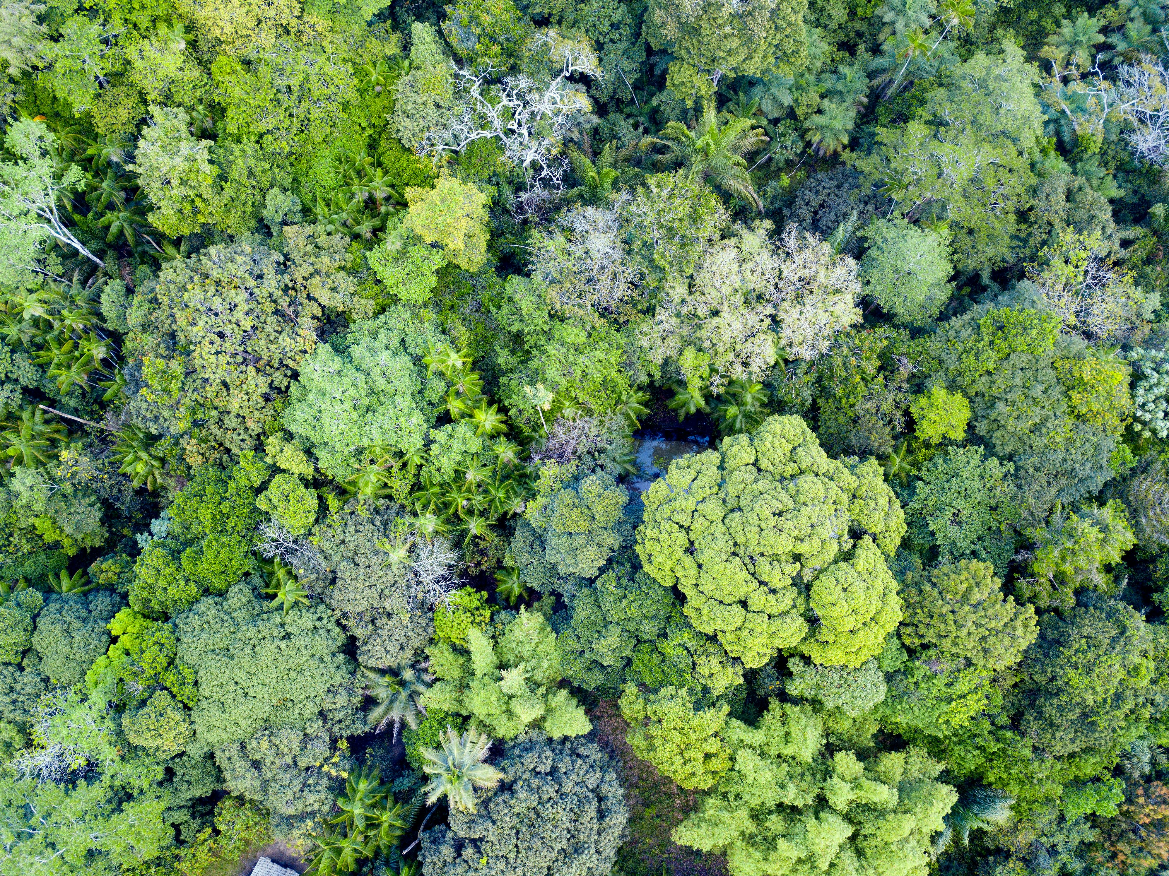 Can This “Unprecedented” Experiment in the Amazon Help Save Our Planet?
