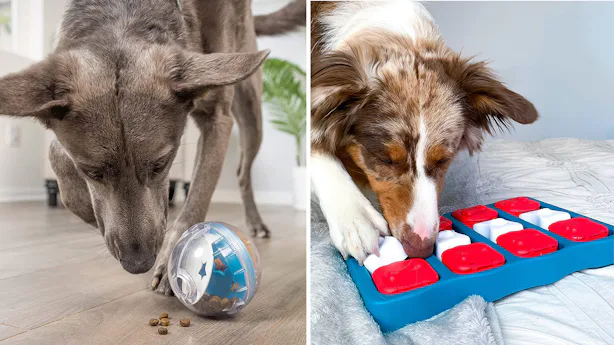 People With Well-Behaved Dogs (Who Used To Be Naughty) Swear By These ...