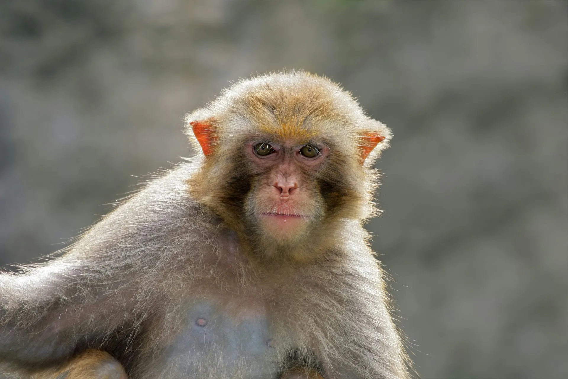Humans Can Make Better Choices In Elections Than A Monkey, Right? Right?