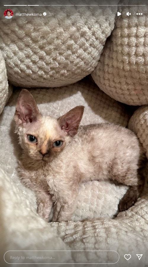 Hilary Duff's Brand-New Cat Is Facing Internet "Bullying"