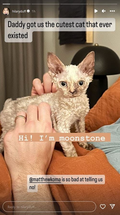 Hilary Duff's Brand-New Cat Is Facing Internet "Bullying"