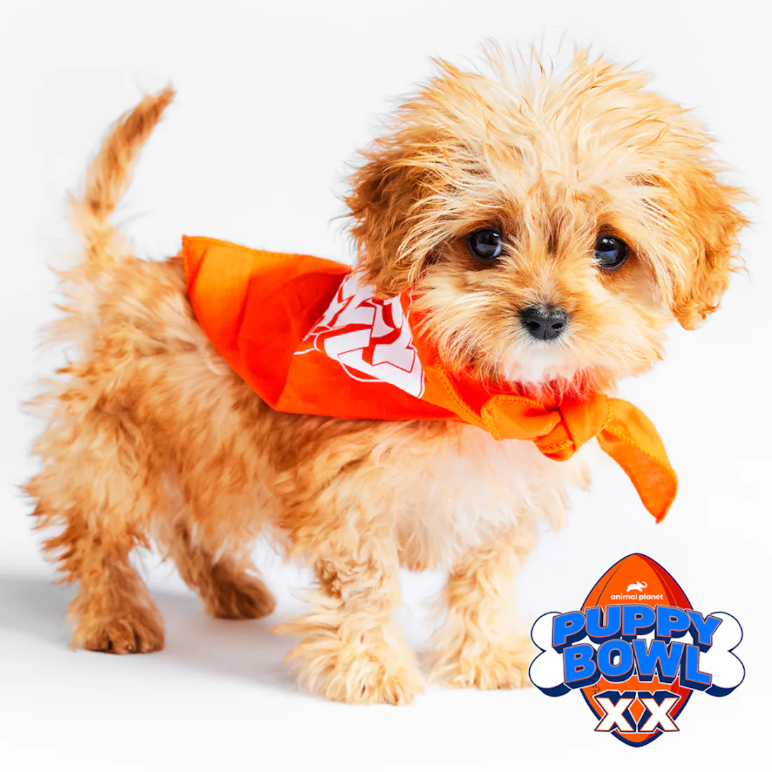 How Can I Adopt The Puppy Bowl Puppies? There's A Catch