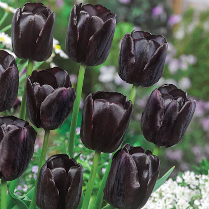 14 Black Flowers & Plants To Goth Up Your Garden Bed