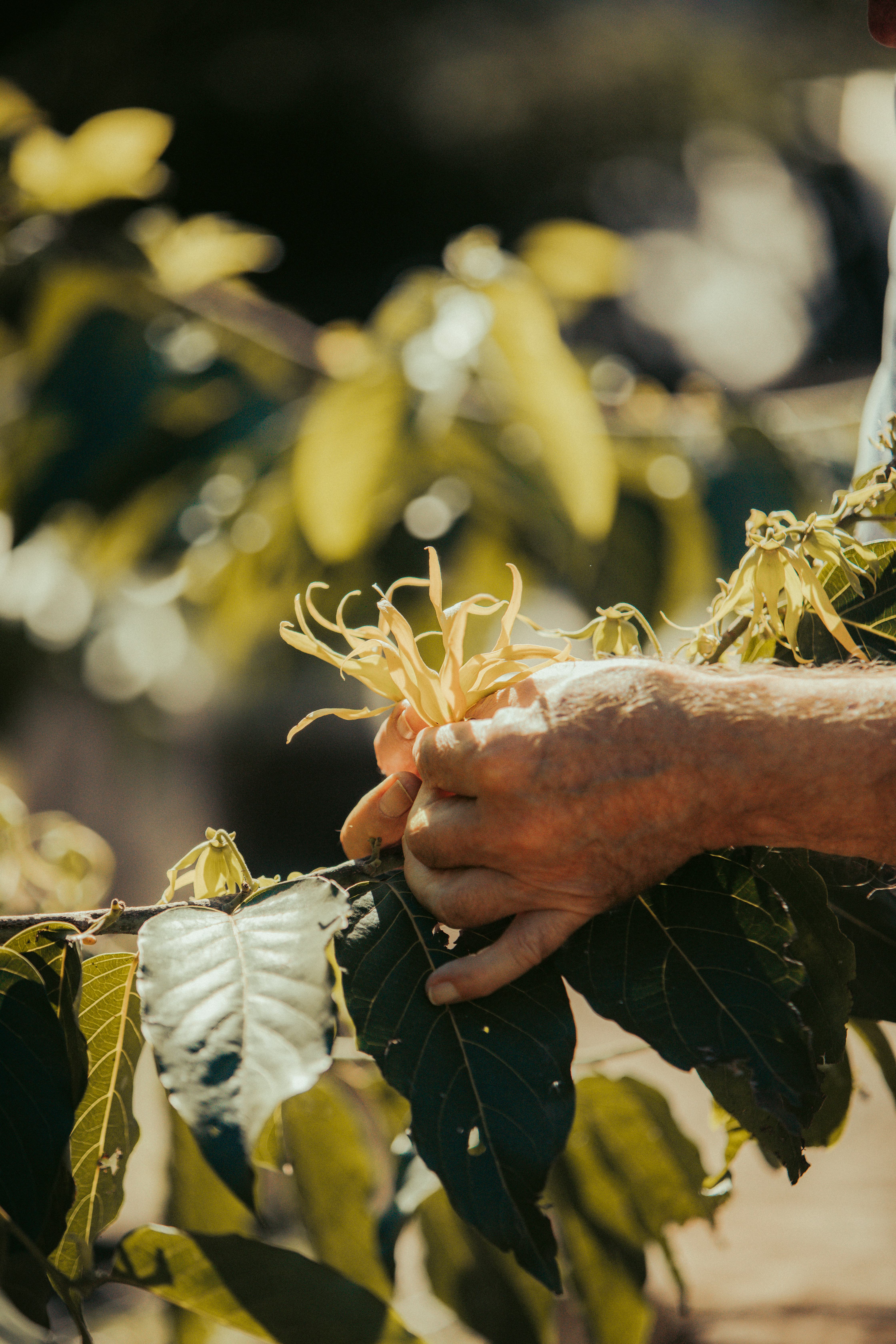 Louis Vuitton's 'Perfume Atlas' Celebrates The Art Of Scent & Travel