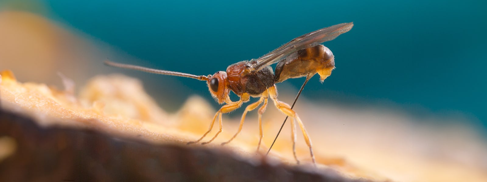 How Wasps Make Use of Biological Weapons To Conquer Their Prey