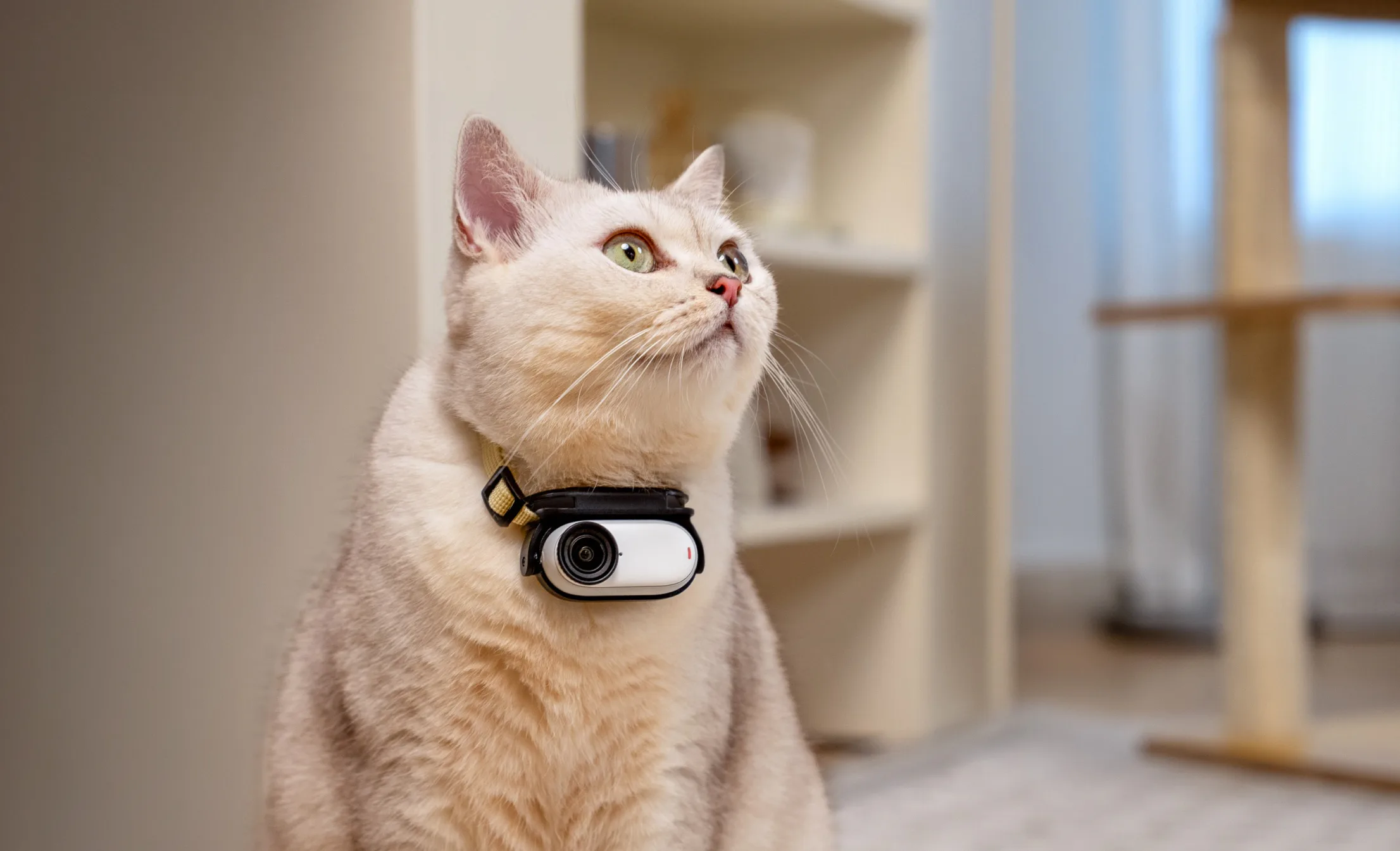 Insta360’s Go 3S With 4K Video Is the Best Way To Spy on Your Pets
