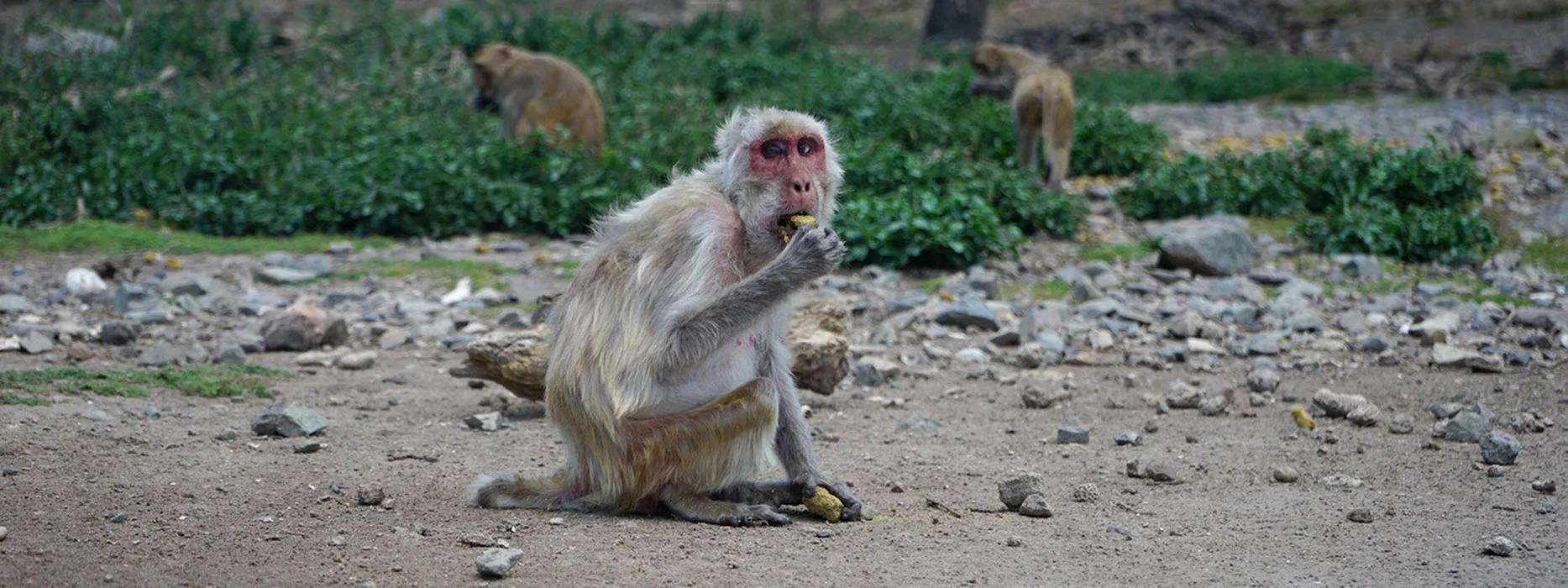 What The Social Habits Of Older Animals Tell Us About Human Aging