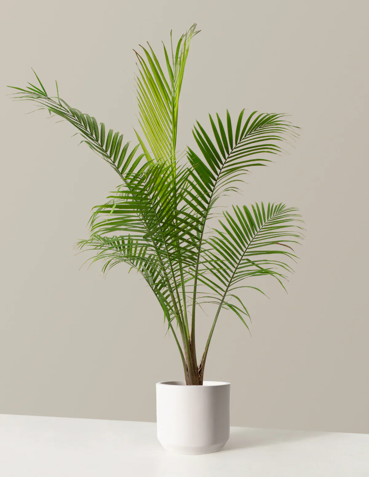 Achieving A Low-Cortisol Home Aesthetic Is A Lot Easier Than It Sounds