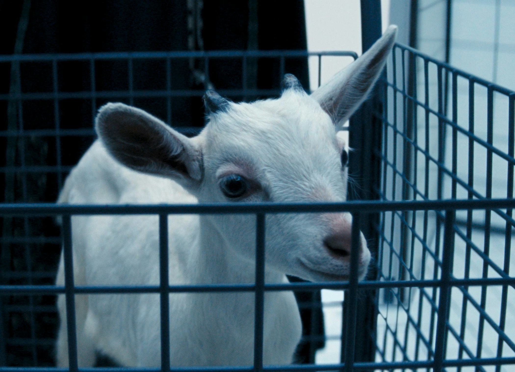 The 'Severance' Cast Share Their Favorite Theories About The Goats