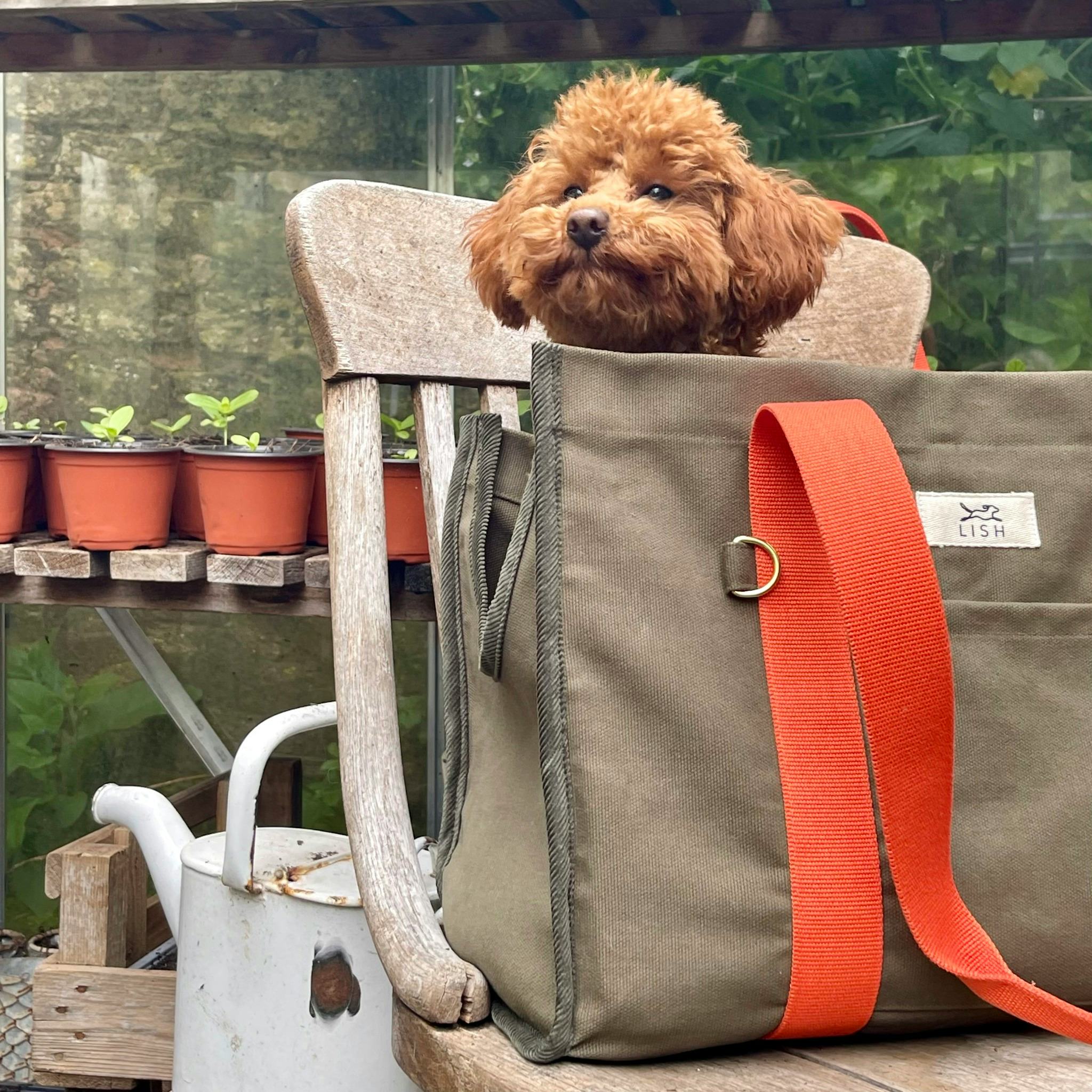 These Luxury Dog Brands Are Making Waves This Year