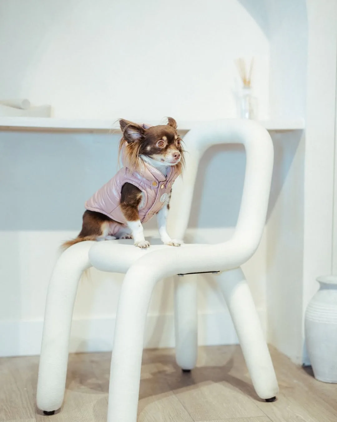 These Luxury Dog Brands Are Making Waves This Year