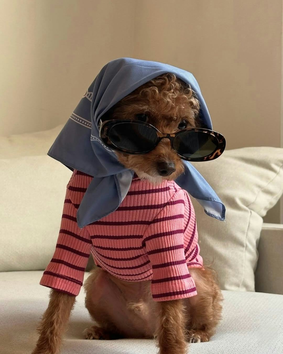 These Luxury Dog Brands Are Making Waves This Year