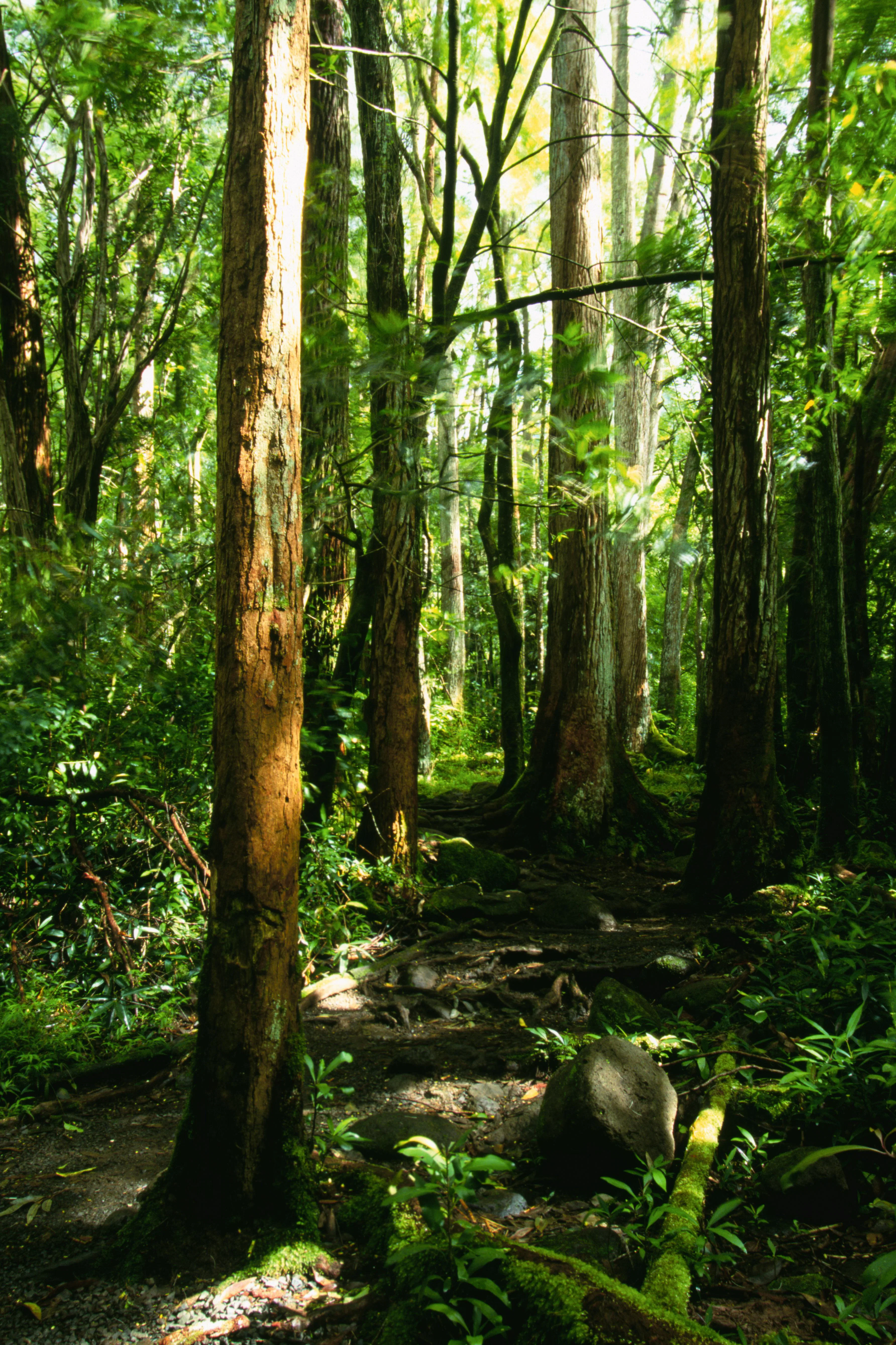 5 'Hunger Games: Catching Fire' Filming Locations To Visit In Hawaii