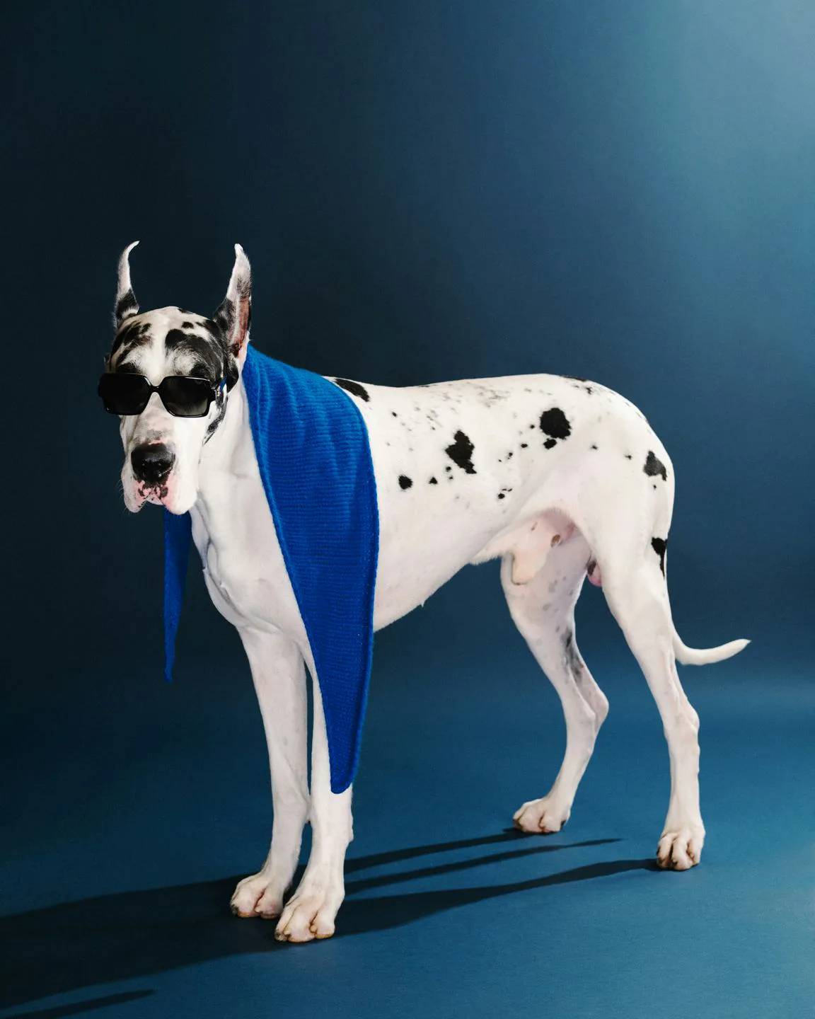 The Best Animal Performances of the Year From the Dog in 'The Friend ...