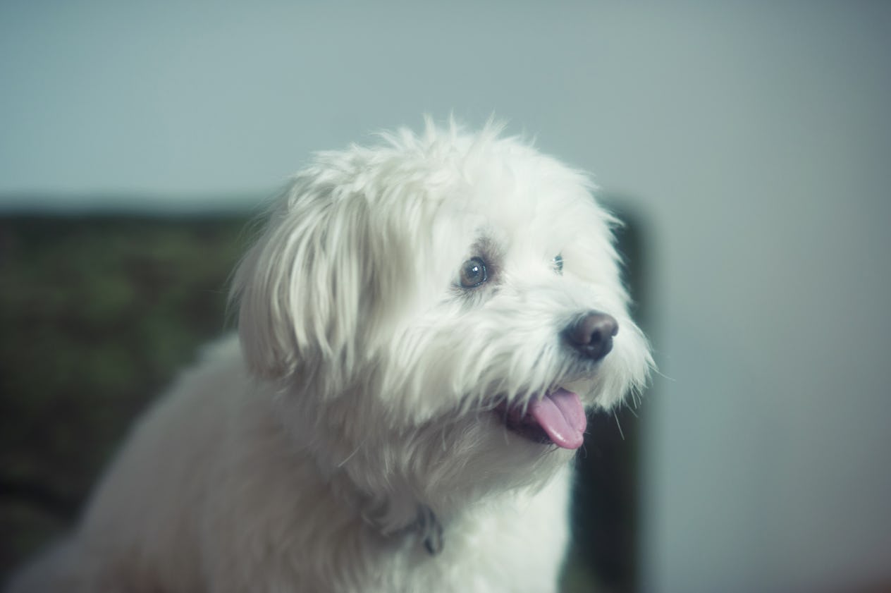 The Best Low Maintenance Dog Breeds For People Who Work Full Time