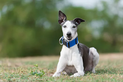 The Best Low Maintenance Dog Breeds For People Who Work Full Time