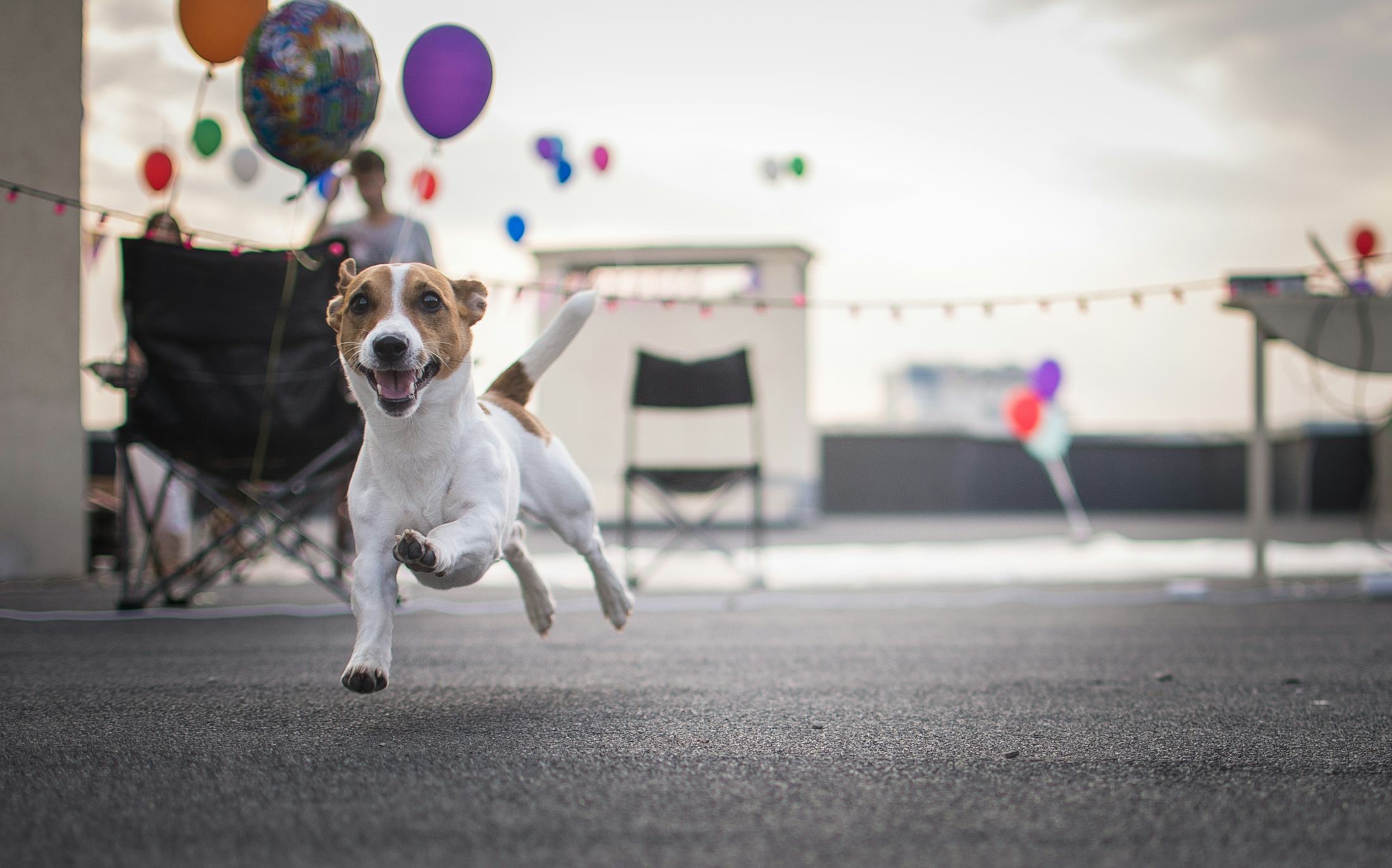 How To Find Dogtober Events Near You So You Can Get Involved