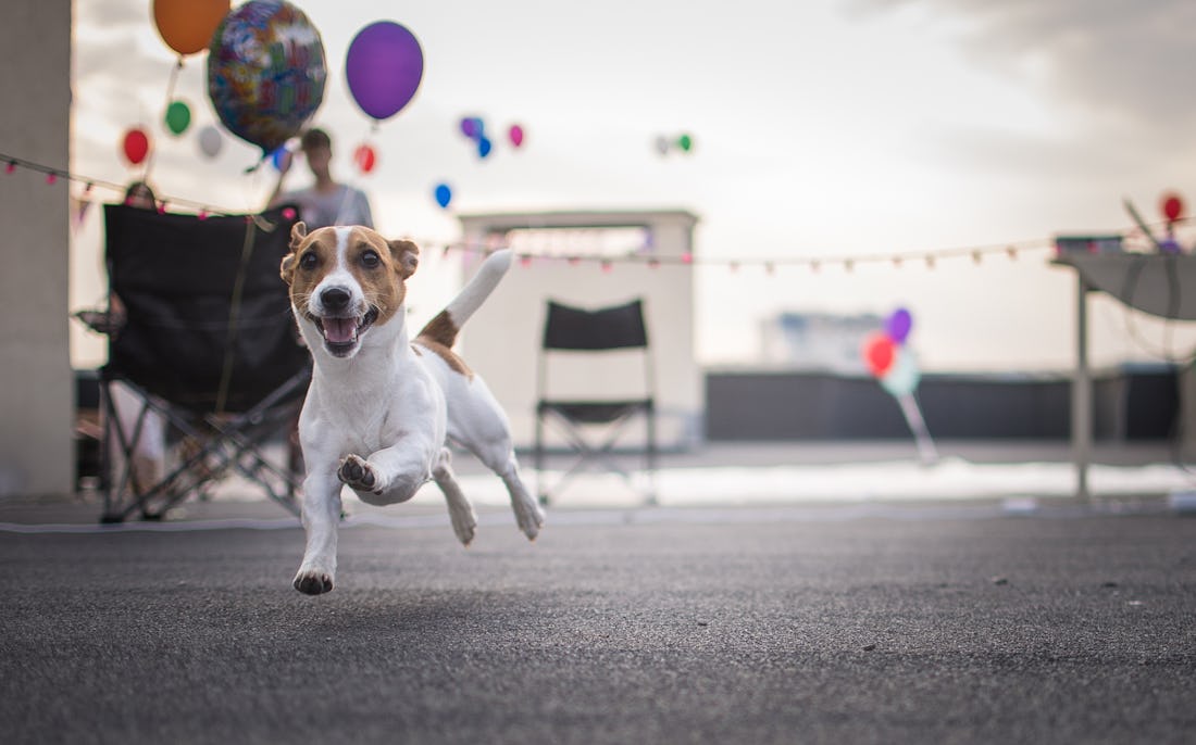 How To Find Dogtober Events Near You So You Can Get Involved