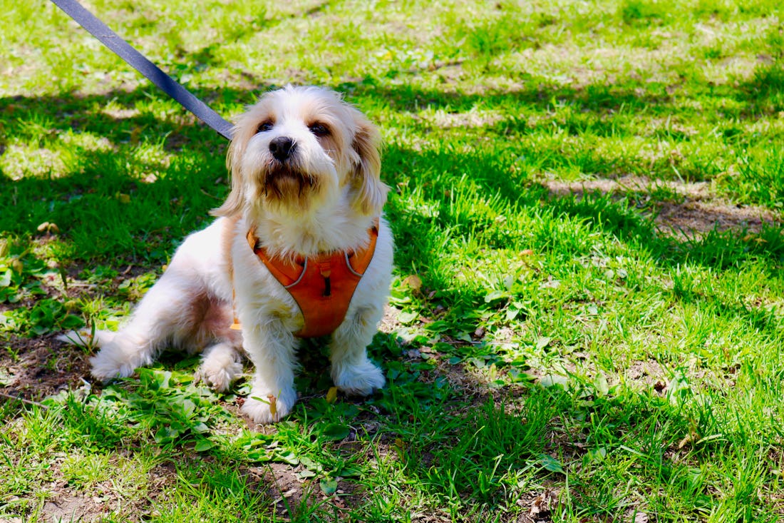 How To Find Dogtober Events Near You So You Can Get Involved