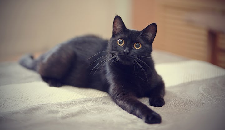 13 Fascinating Black Cat Facts Because They're Not Spooky At All