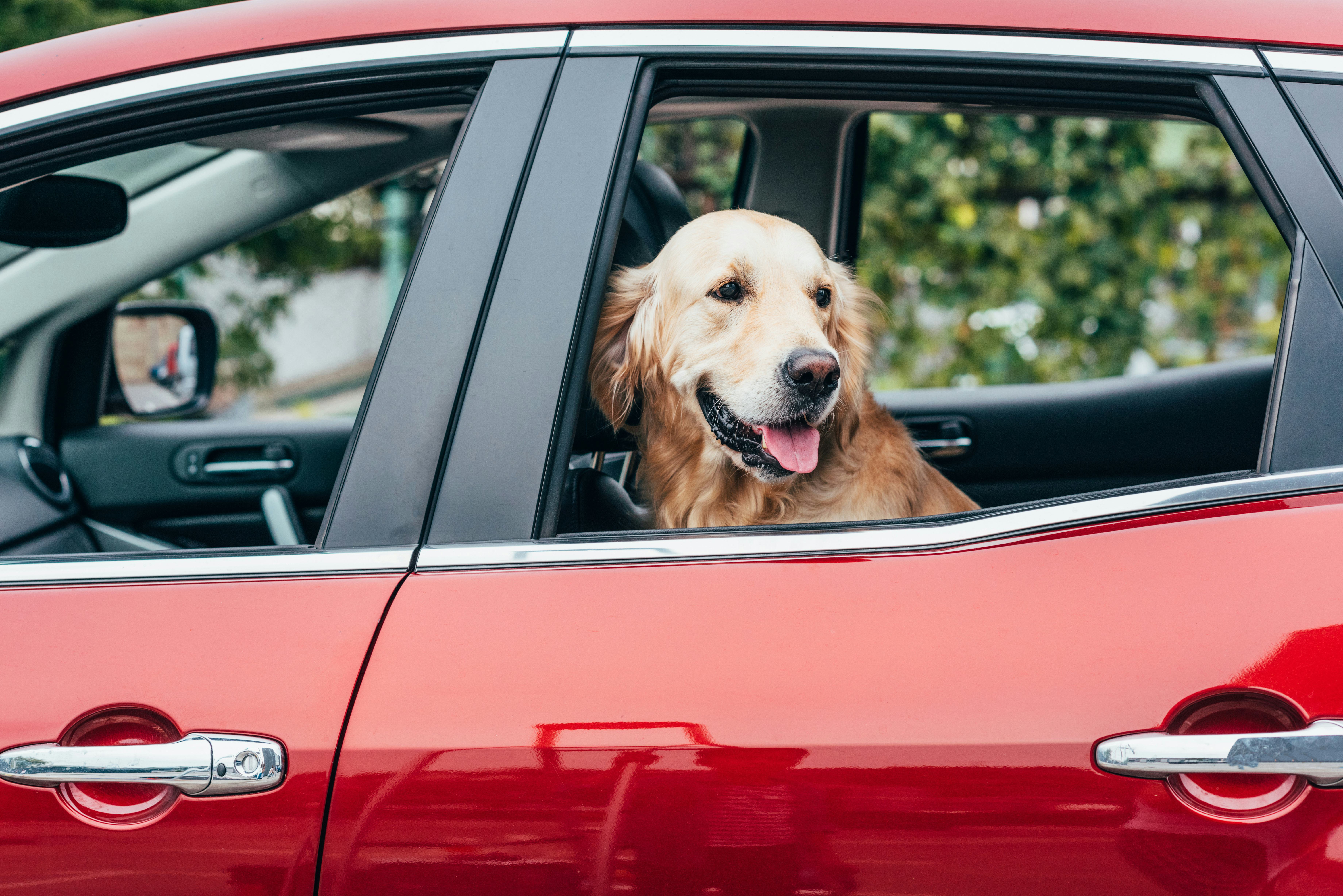 Can You Bring Your Dog In An Uber? "Uber Pet" Lets You Decide