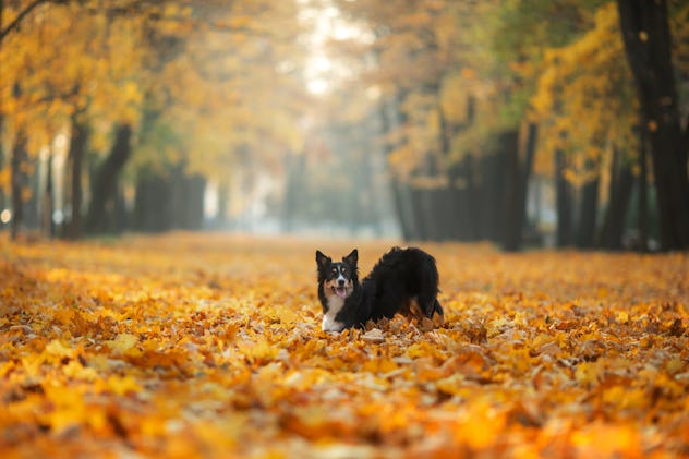 17 November Dog Names To Inspire An Attitude of Gratitude