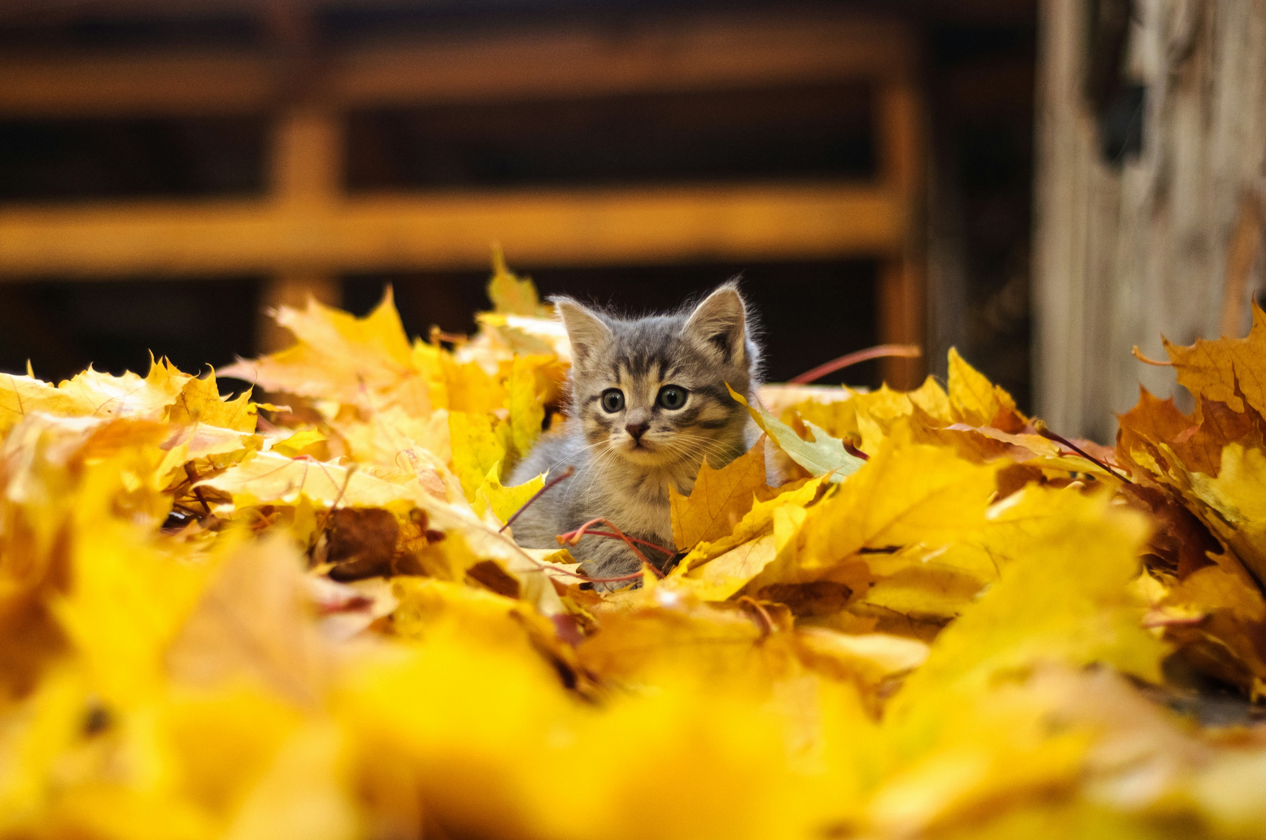 16 November Cat Names For Your Fabulous New Fur Baby