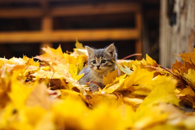 16 November Cat Names For Your Fabulous New Fur Baby