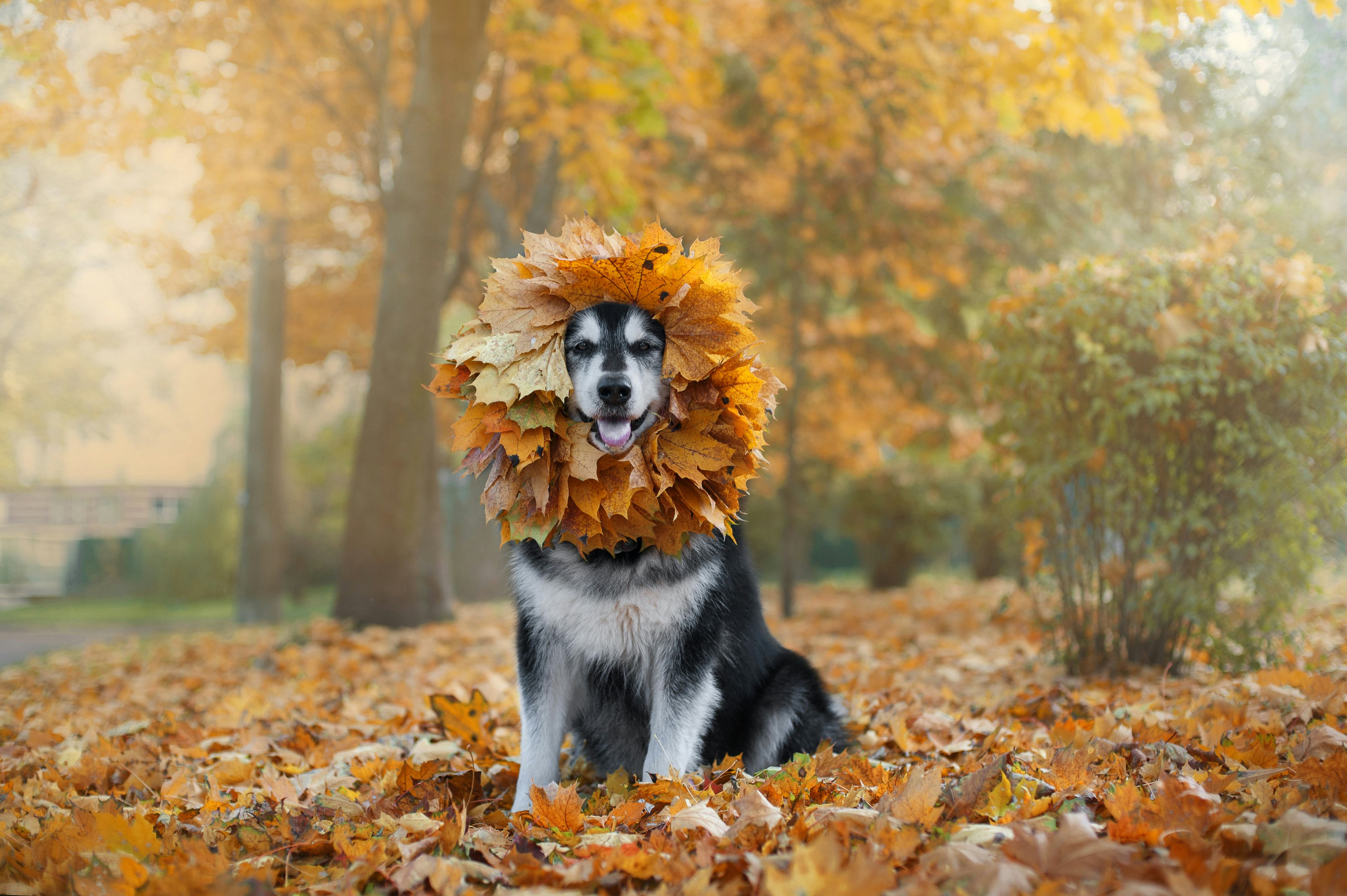 17 November Dog Names To Inspire An Attitude of Gratitude