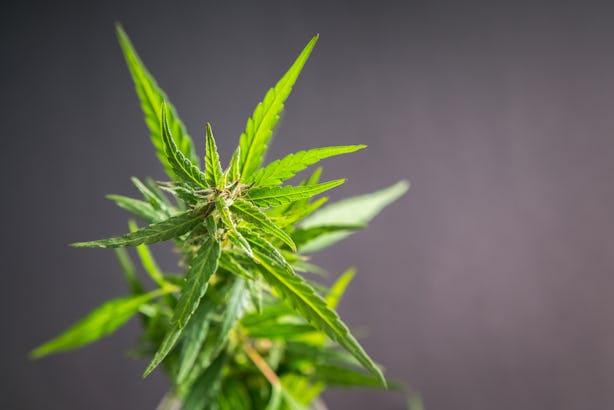 Daily Marijuana Use During Pregnancy Linked To Adverse Fetal Outcomes ...