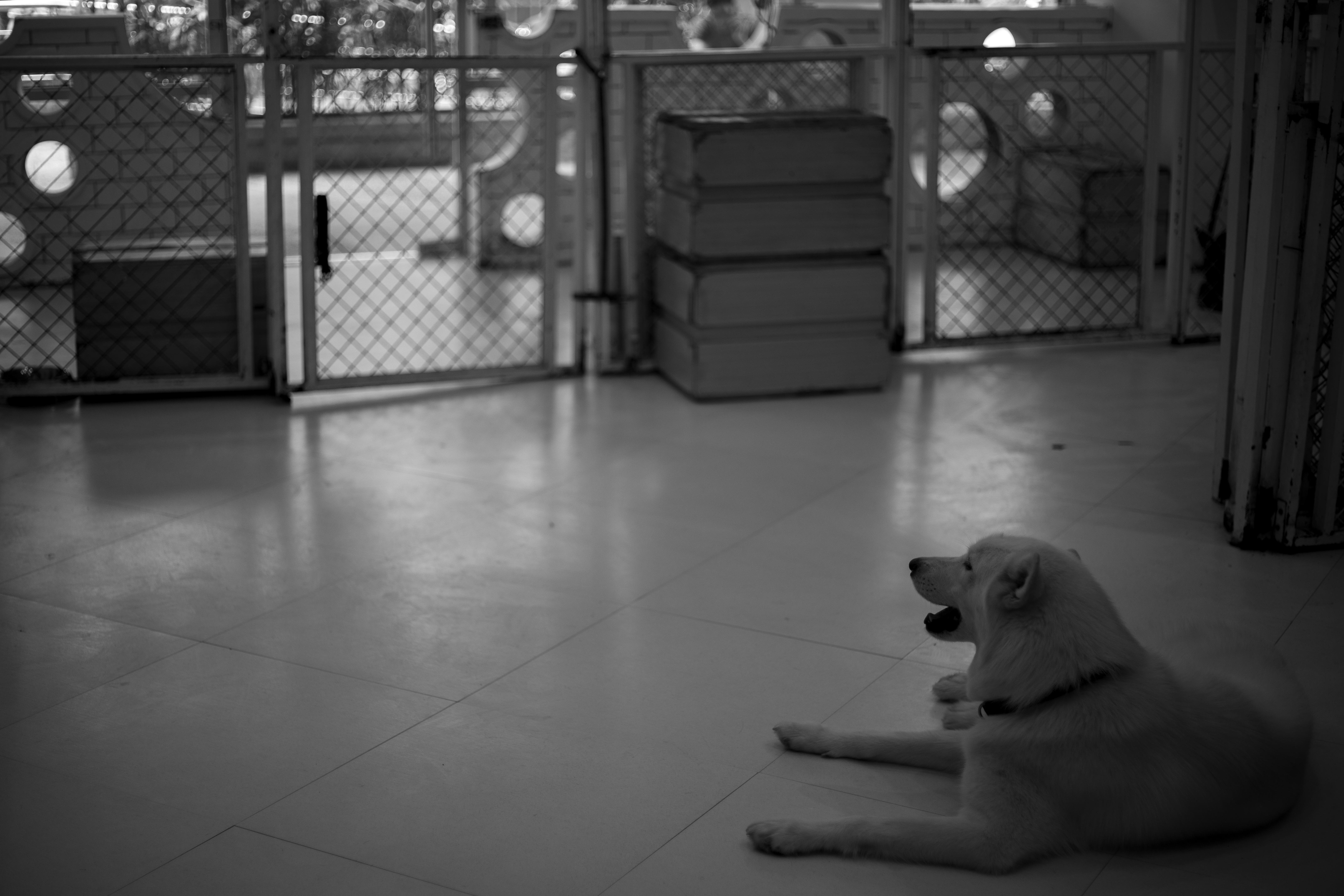 How To Travel Abroad With A Dog If You Want To Take Your Pup Overseas ...