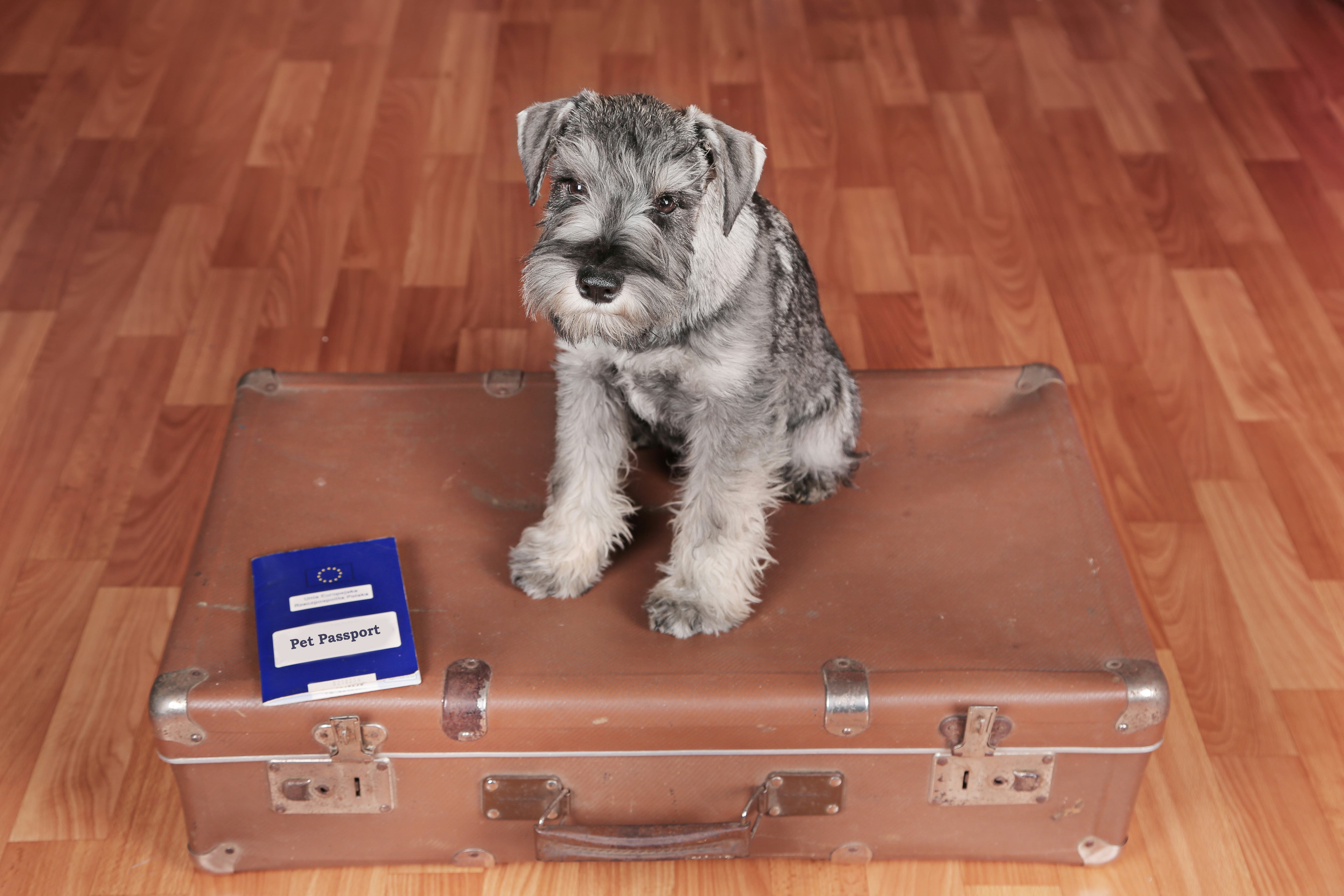 How To Travel Abroad With A Dog If You Want To Take Your Pup Overseas ...