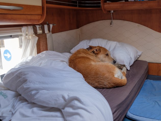 How To Travel With A Big Dog, According To 18 People Who Have Done It