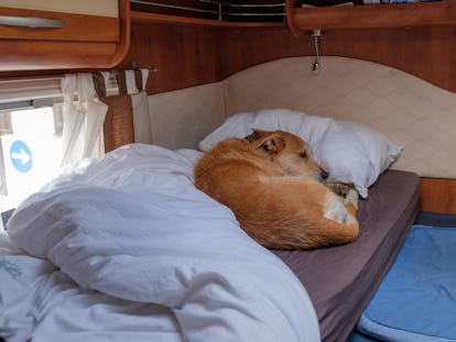 How To Travel With A Big Dog, According To 18 People Who Have Done It